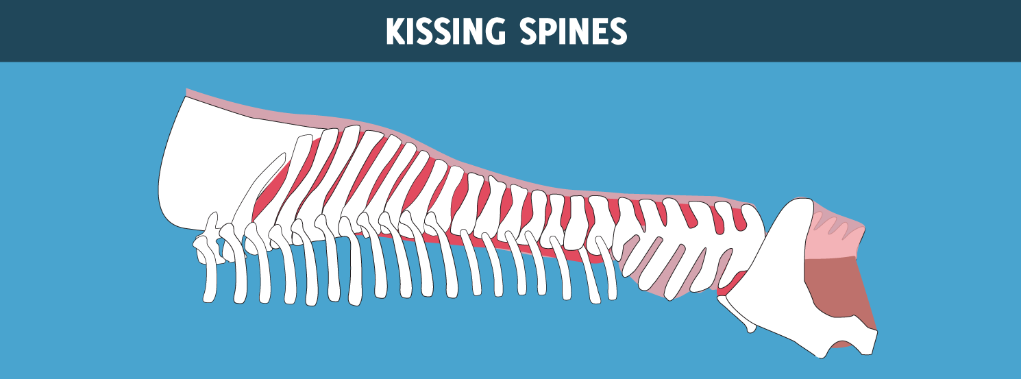 Kissing Spines | HorseDVM Diseases A-Z