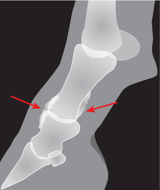 HorseDVM Health A-Z | Ringbone