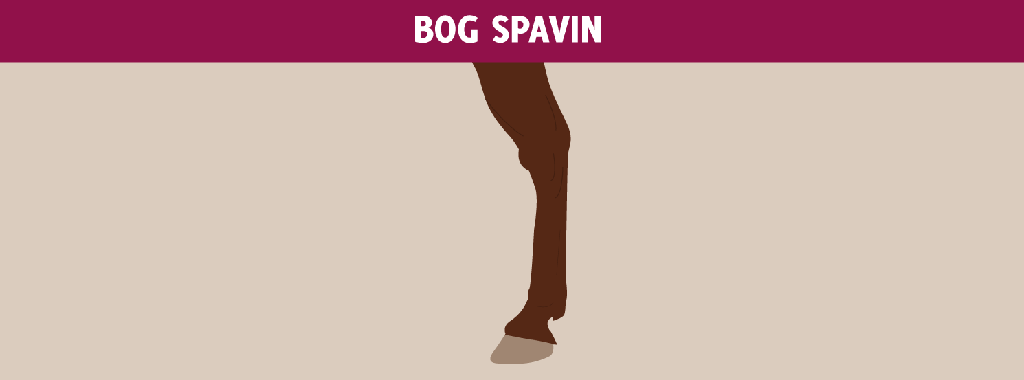 Bog Spavin | HorseDVM Diseases A-Z