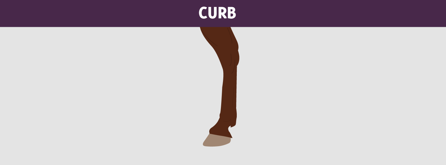 Curb | HorseDVM Diseases A-Z