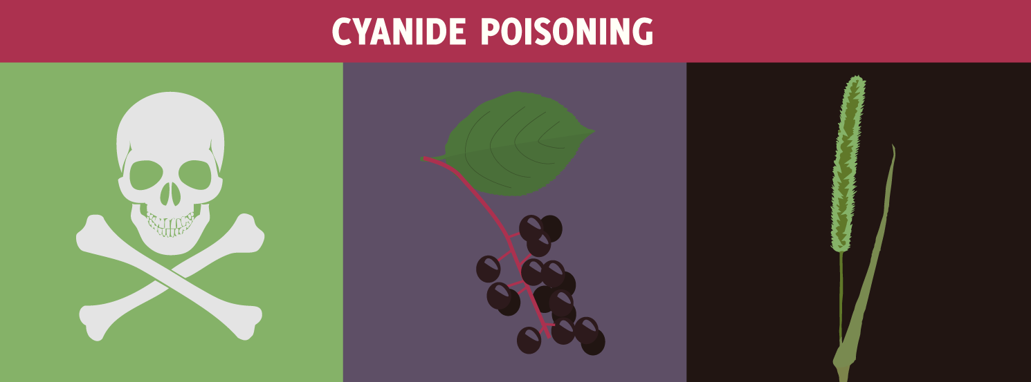 Cyanide Toxicity | HorseDVM Diseases A-Z