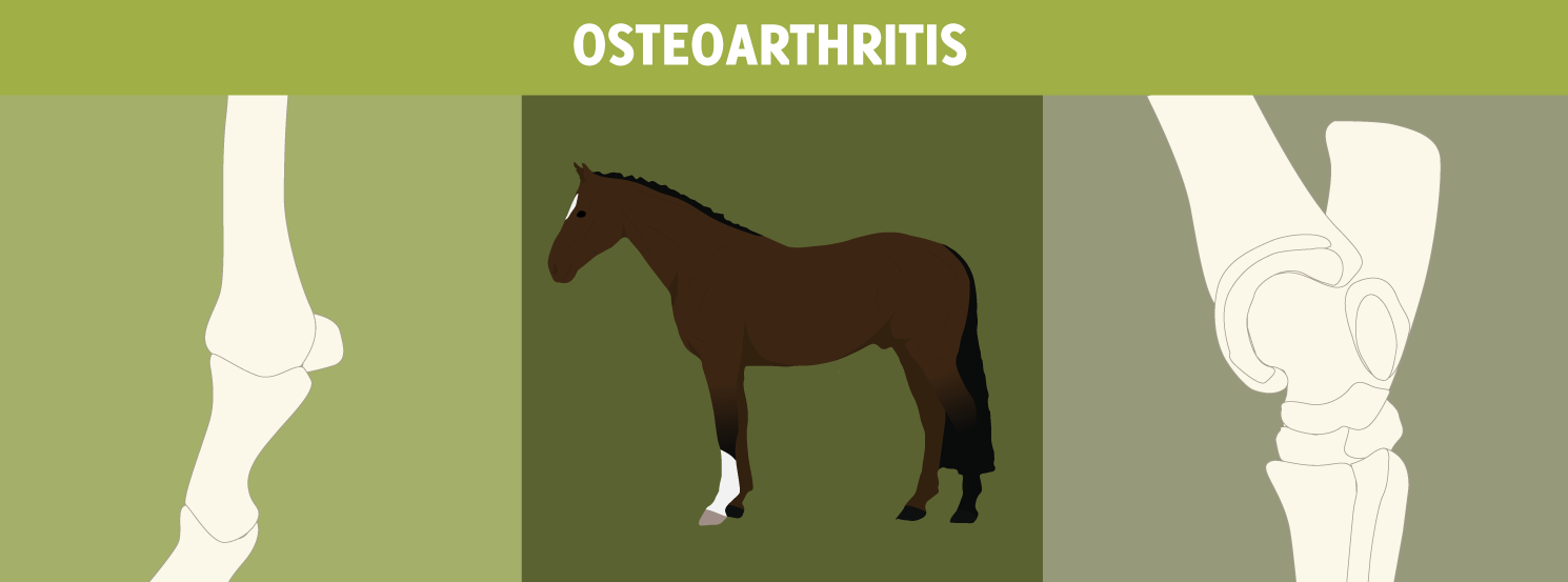 Osteoarthritis (OA) | HorseDVM Diseases A-Z
