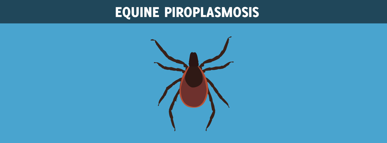 Equine Piroplasmosis | HorseDVM Diseases A-Z