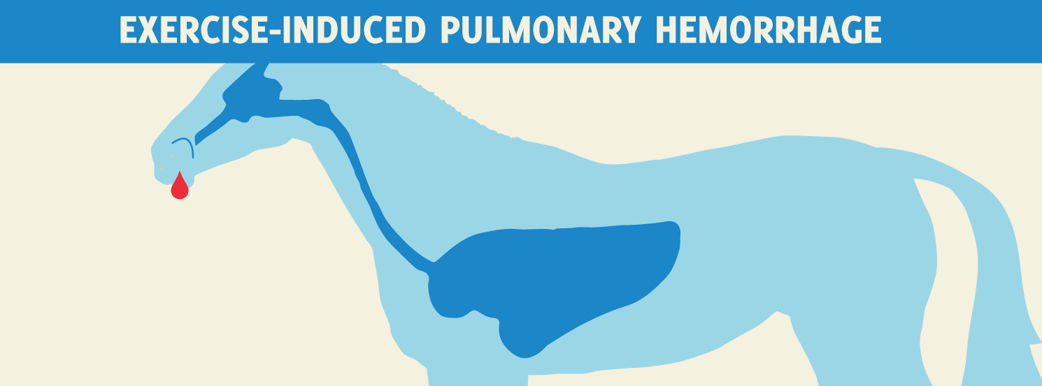 Exercise-induced Pulmonary Hemorrhage (EIPH) | HorseDVM Diseases A-Z