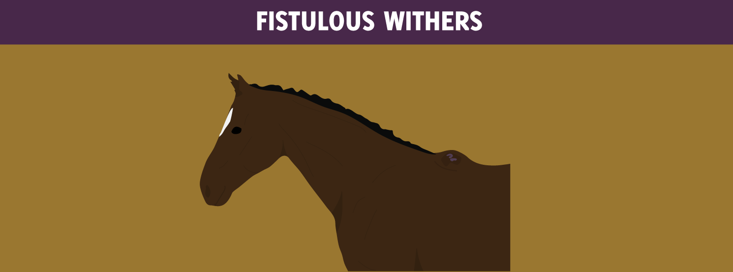Fistulous Withers | HorseDVM Diseases A-Z