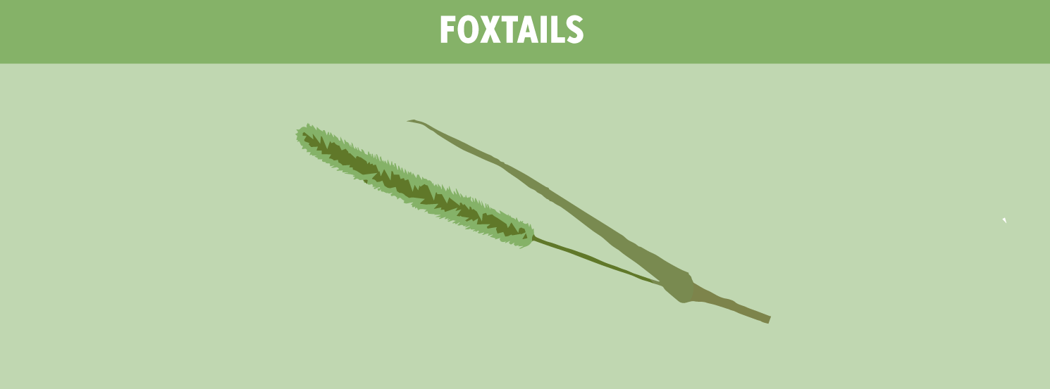 Foxtails | HorseDVM Diseases A-Z