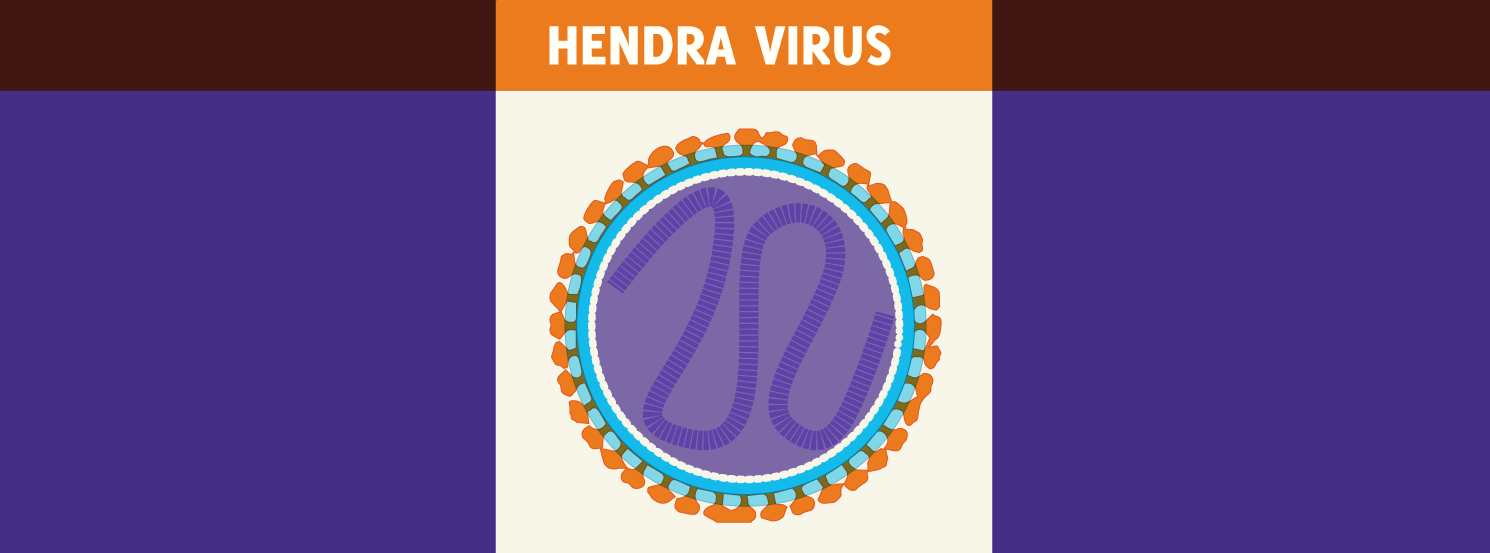 Hendra Virus | HorseDVM Diseases A-Z