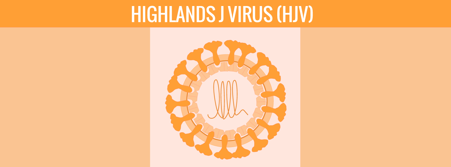 Highlands J Virus | HorseDVM Diseases A-Z