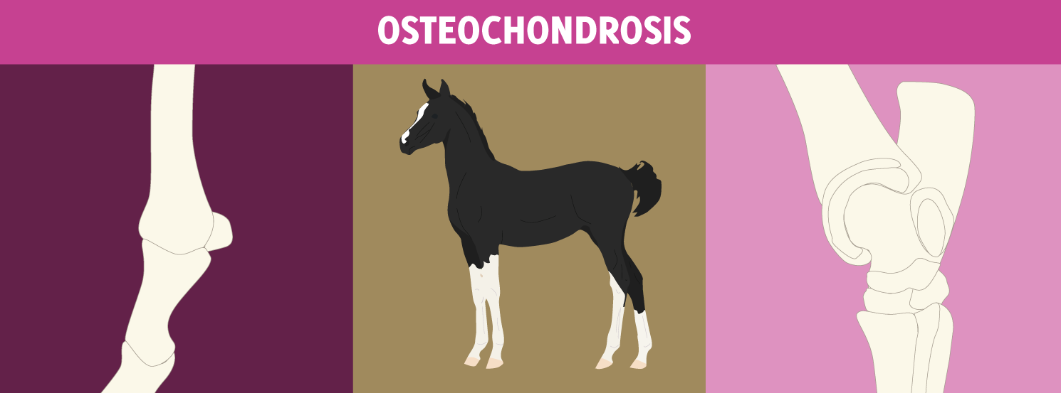Osteochondrosis | HorseDVM Diseases A-Z