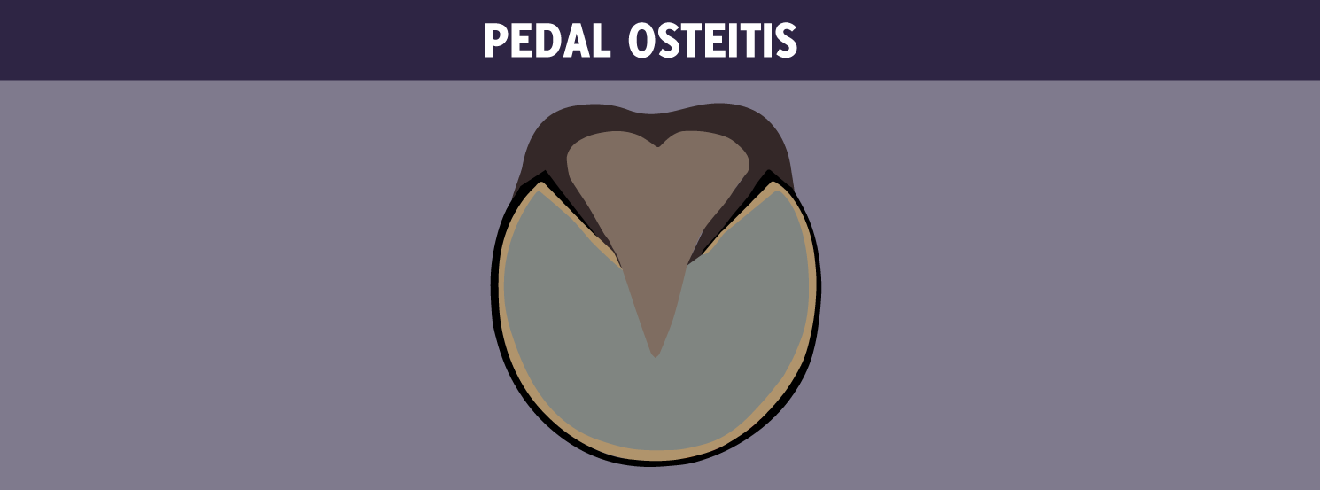 Pedal Osteitis | HorseDVM Diseases A-Z