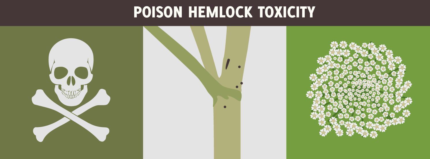 Poison Hemlock Toxicity | HorseDVM Diseases A-Z