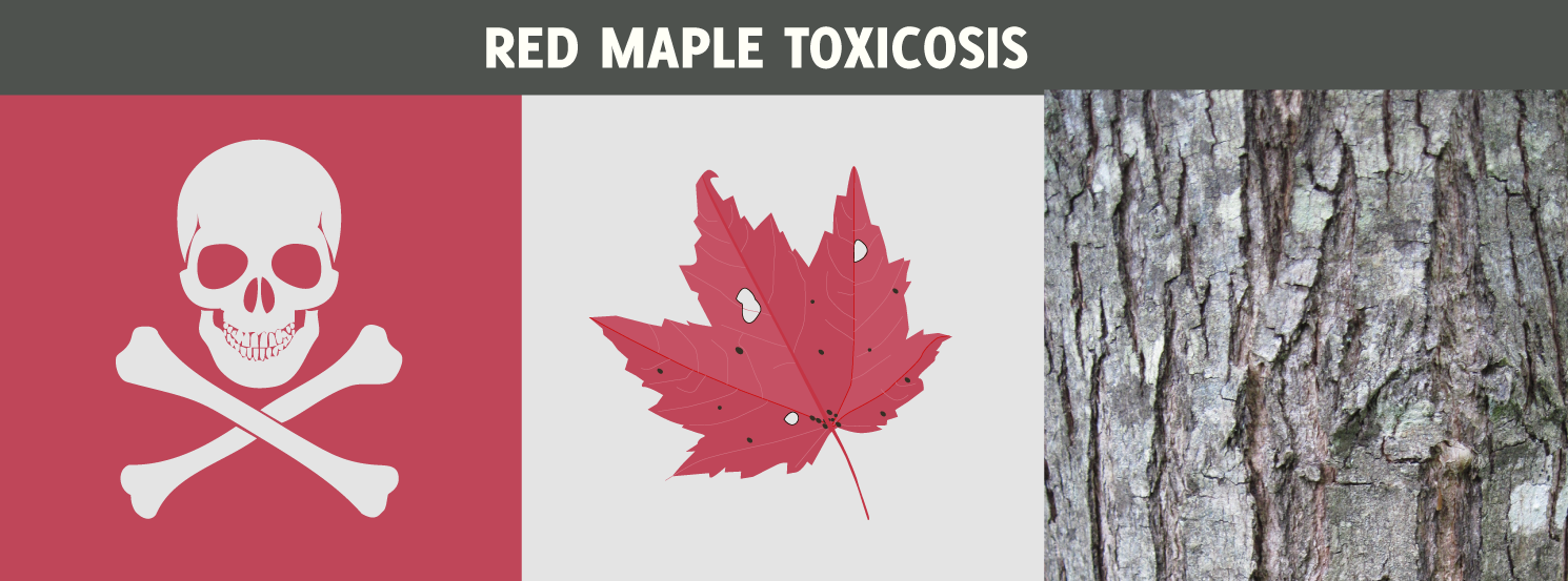 Red Maple Toxicosis | HorseDVM Diseases A-Z