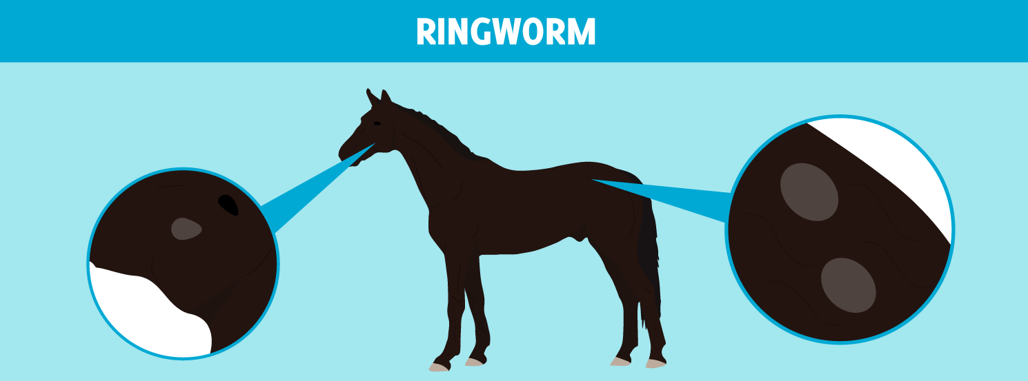 Ringworm | HorseDVM Diseases A-Z