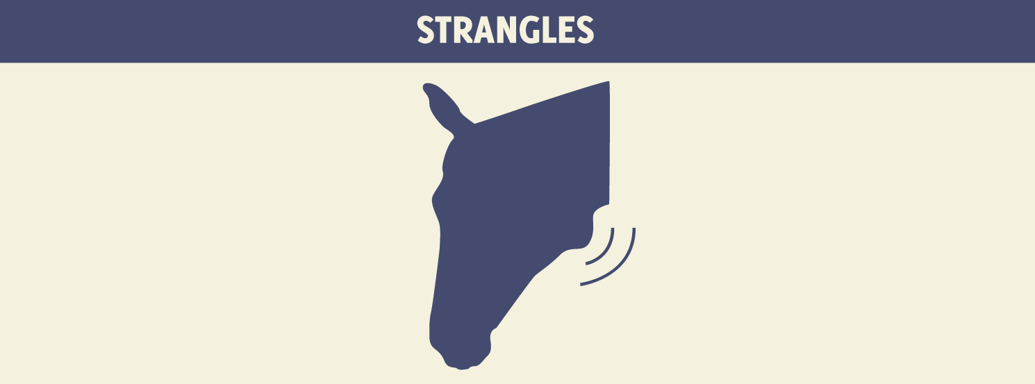 Strangles | HorseDVM Diseases A-Z