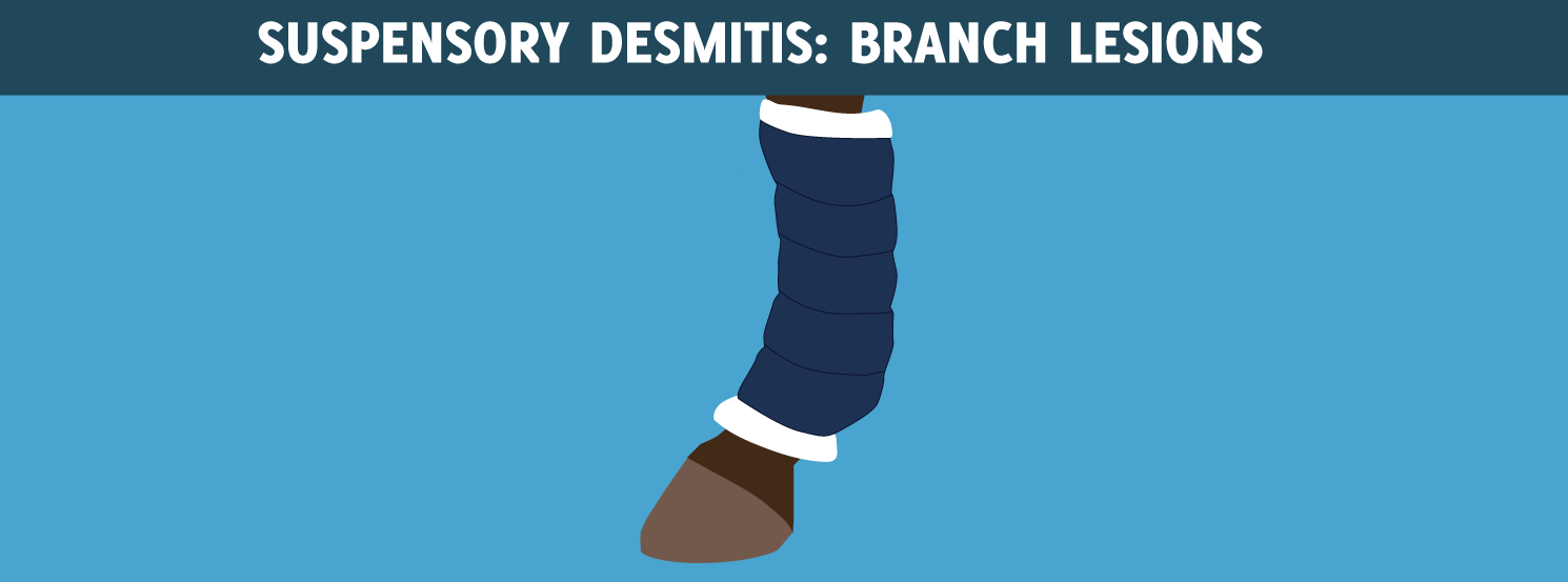 Suspensory Ligament Branch Desmitis | HorseDVM Diseases A-Z