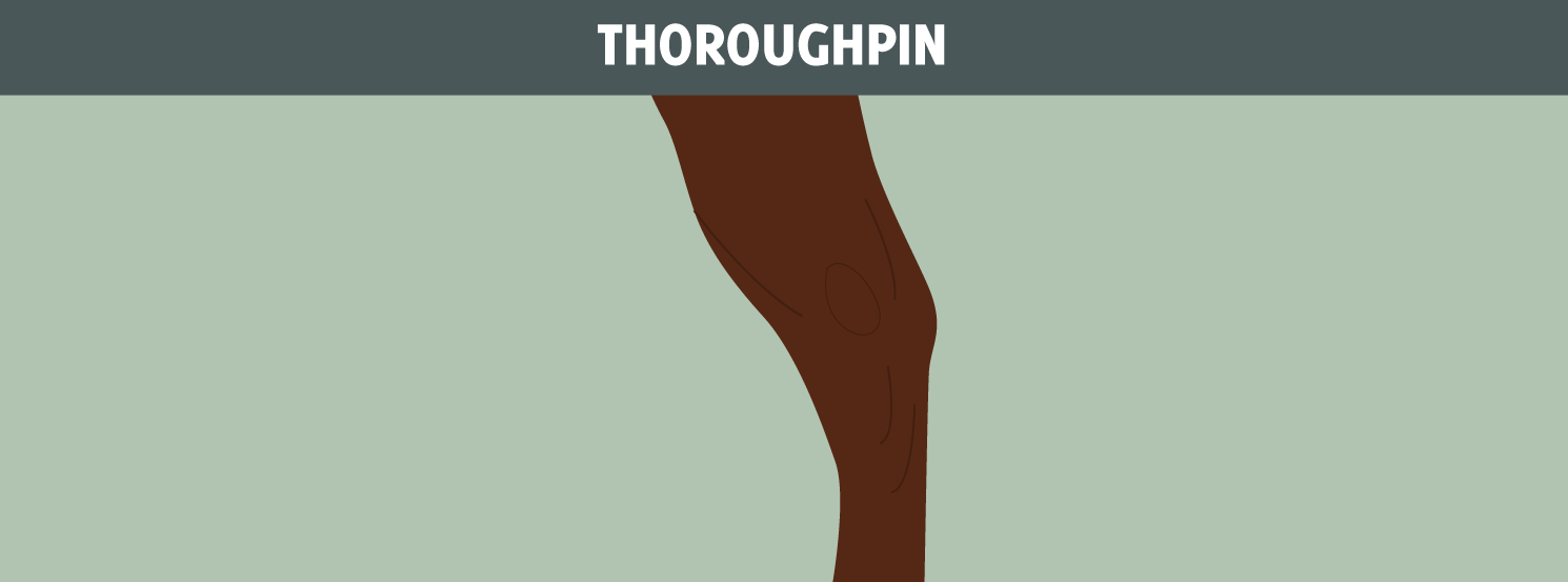 Thoroughpin | HorseDVM Diseases A-Z
