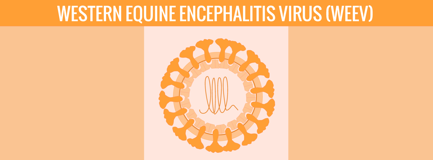 Western Equine Encephalitis | HorseDVM Diseases A-Z