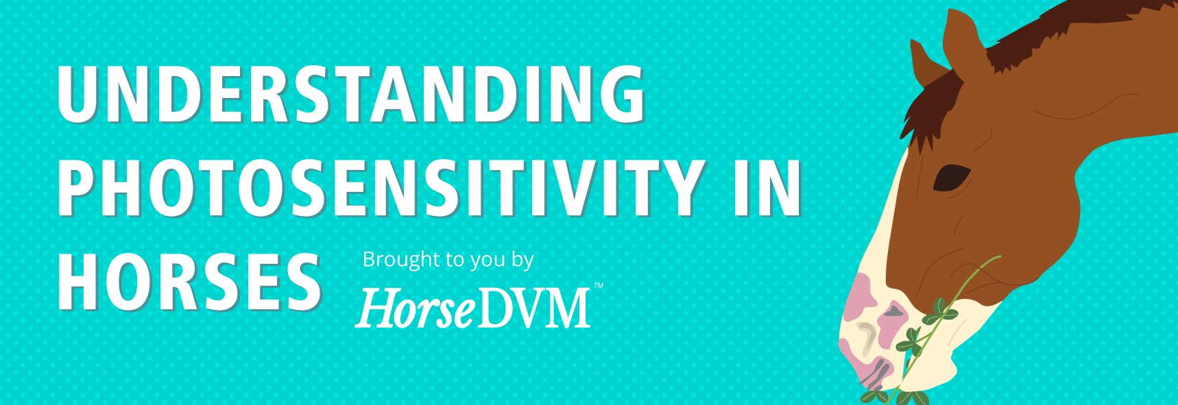 HorseDVM Infographic | Understanding Photosensitivity in Horses